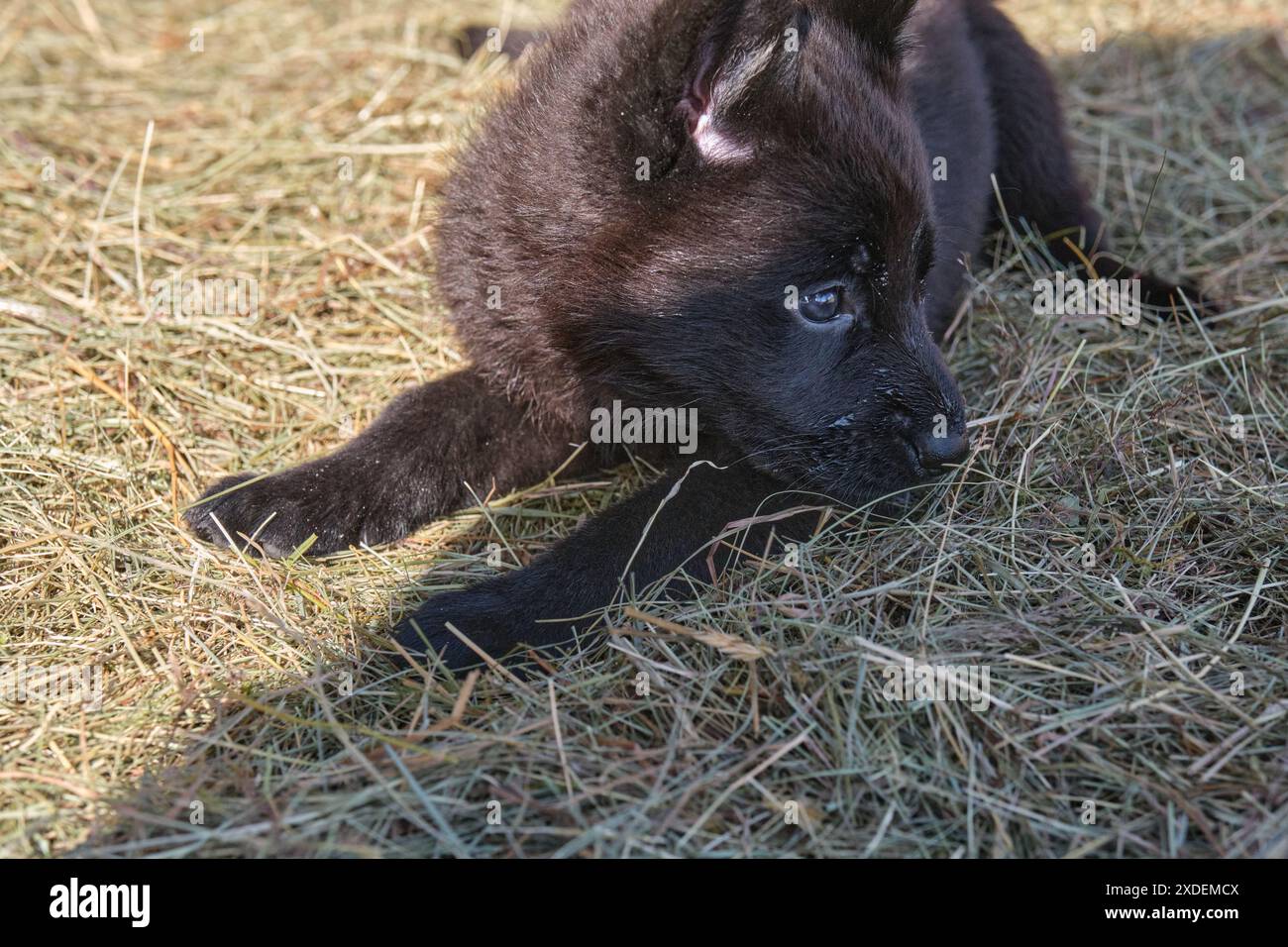 Beautiful German Shepherd puppies playing in their enclosure on a sunny ...