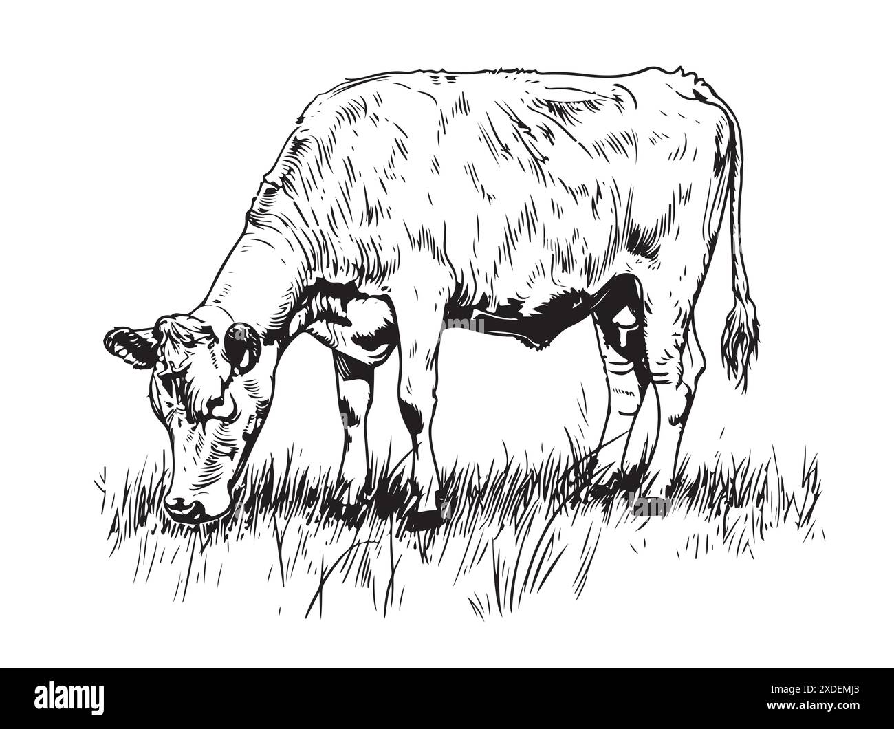 sketch of cow drawn by hand. livestock. cattle. animal grazing Stock ...