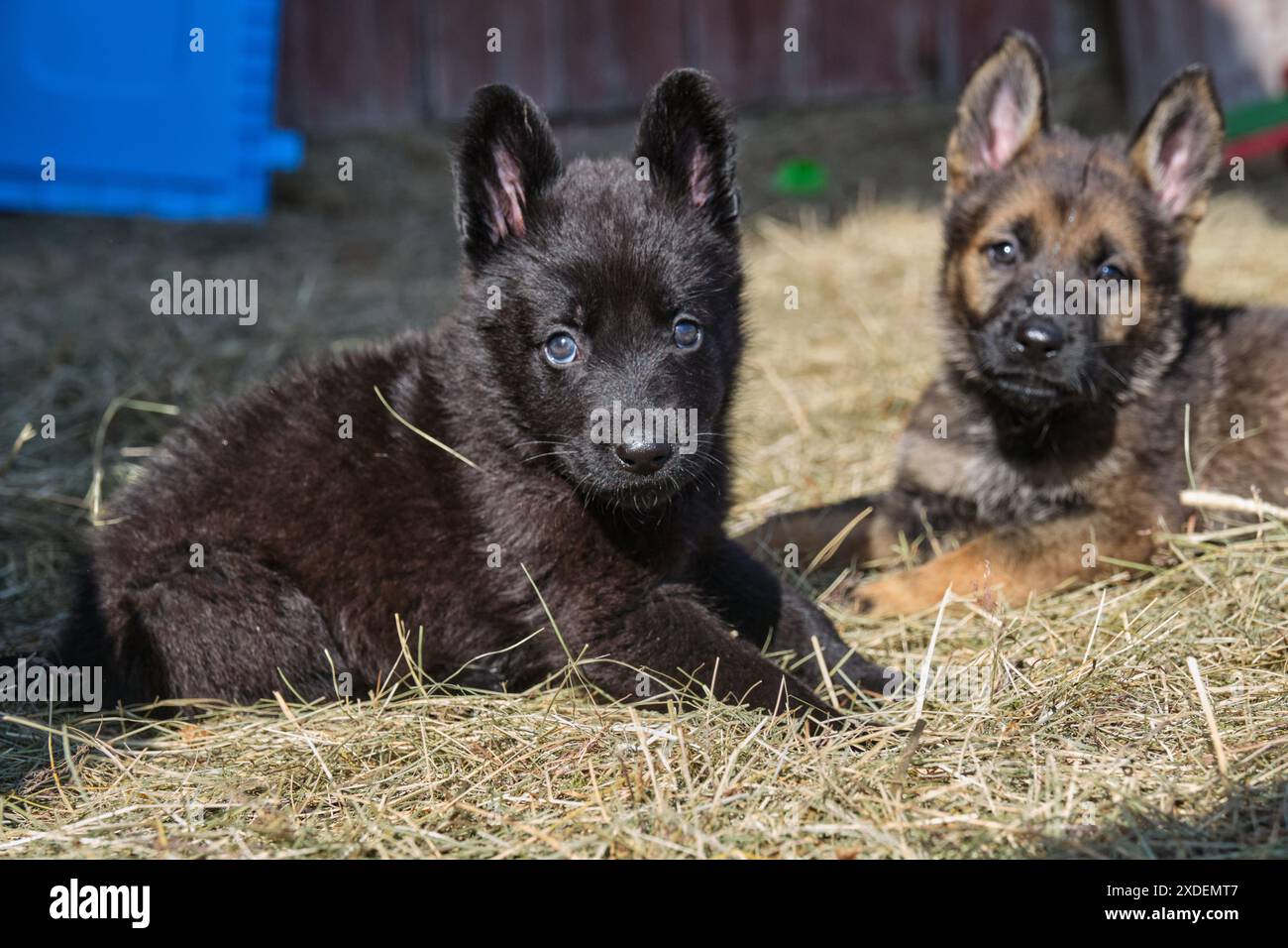 Beautiful German Shepherd puppies playing in their enclosure on a sunny ...