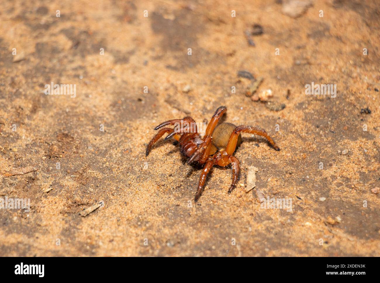 Orange Palp-footed Spiders are nocturnal terrestrial predators of other ...