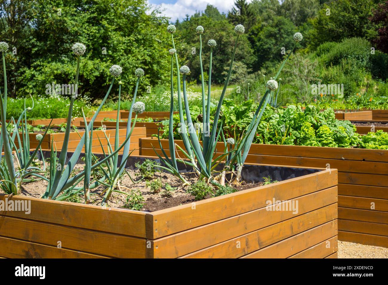 Vegetable garden with raised beds in the backyard with cabbage and ...