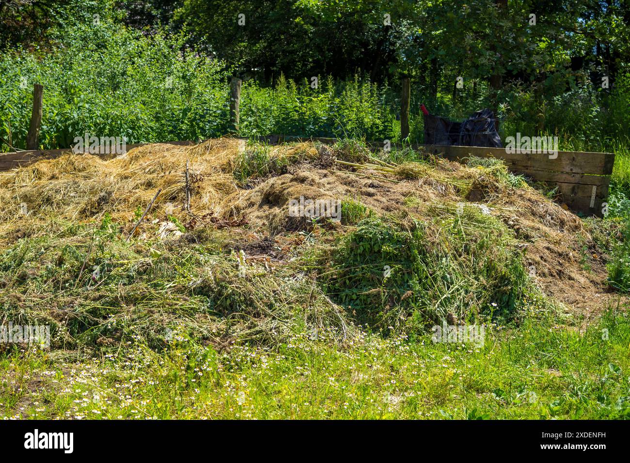 Tidying up the garden, a large compost heap of various plants and ...