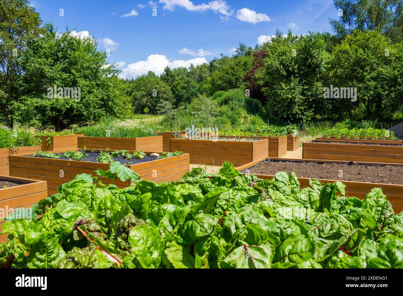 Vegetable garden with raised beds in the backyard with cabbage and ...