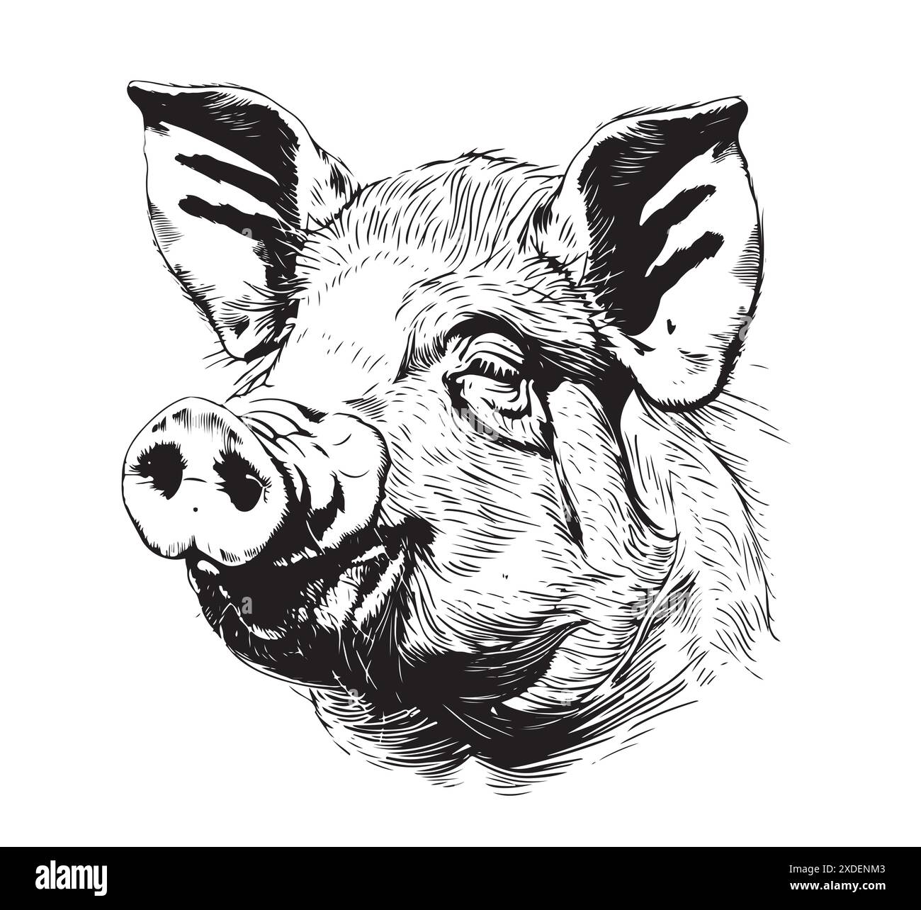 Vector illustration of pig in graphic style, hand drawing illustration ...