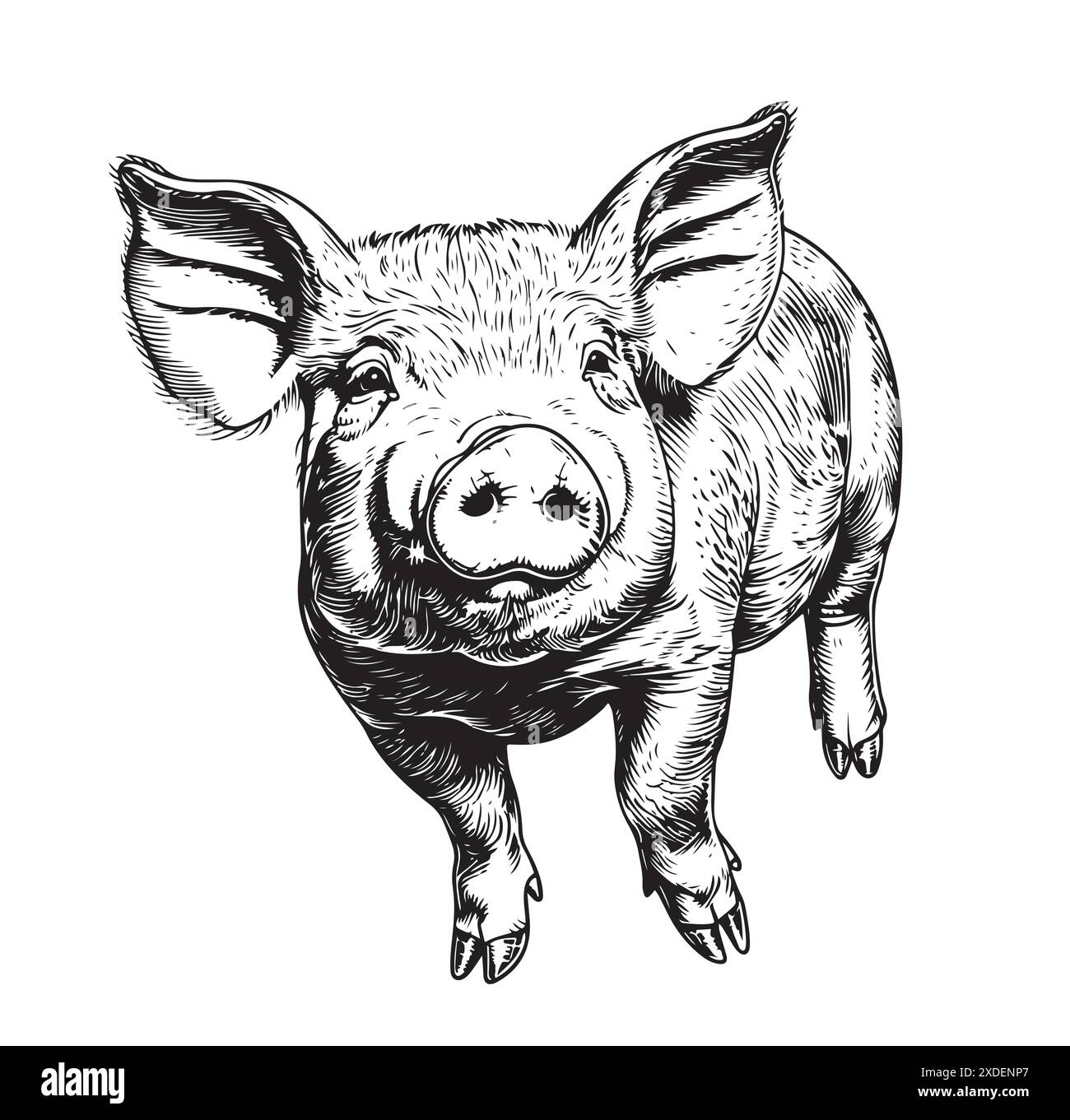 Vector illustration of pig in graphic style, hand drawing illustration ...