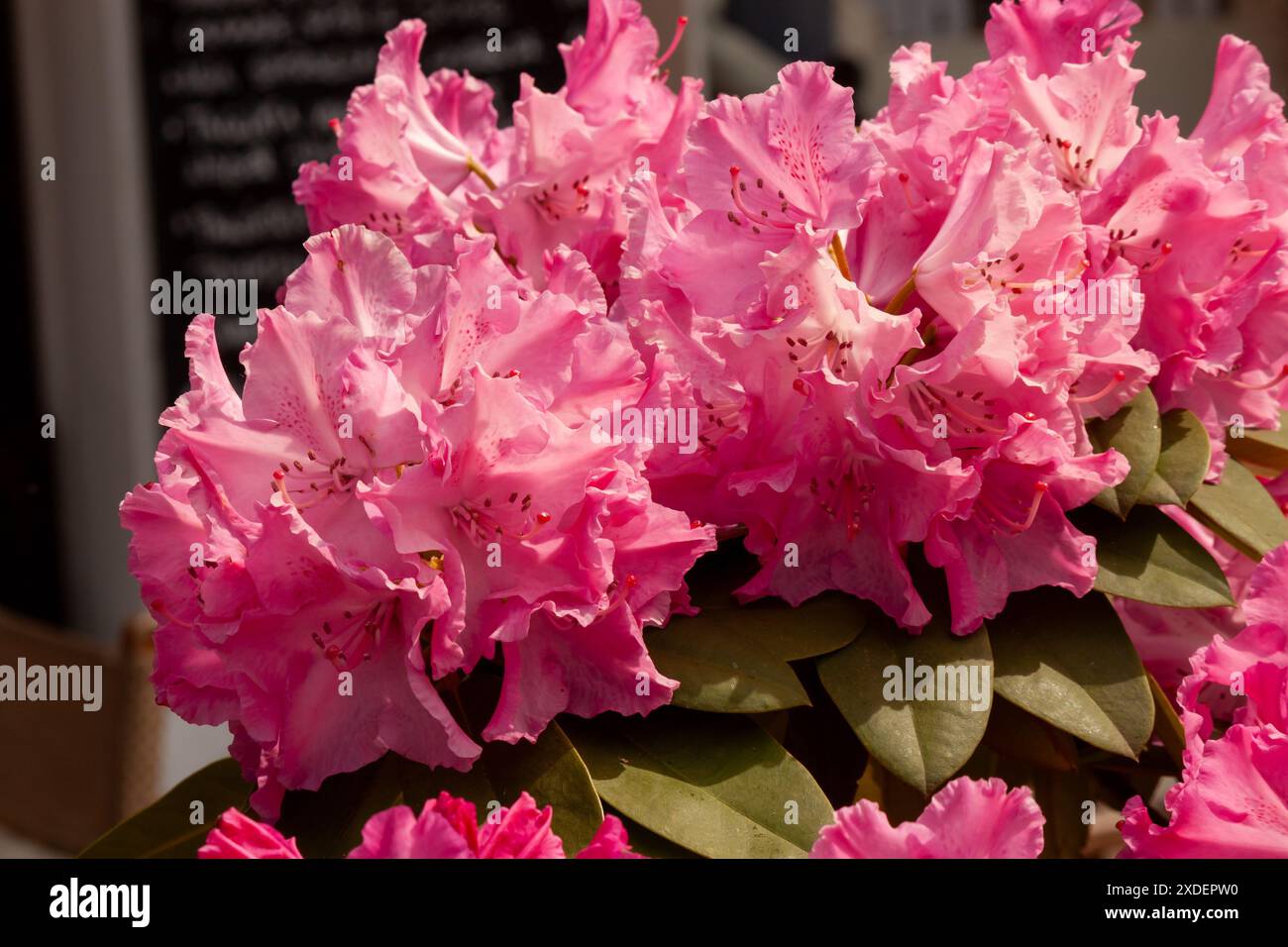 Bright and beautiful pink rhododendron flowers blooms in the spring ...