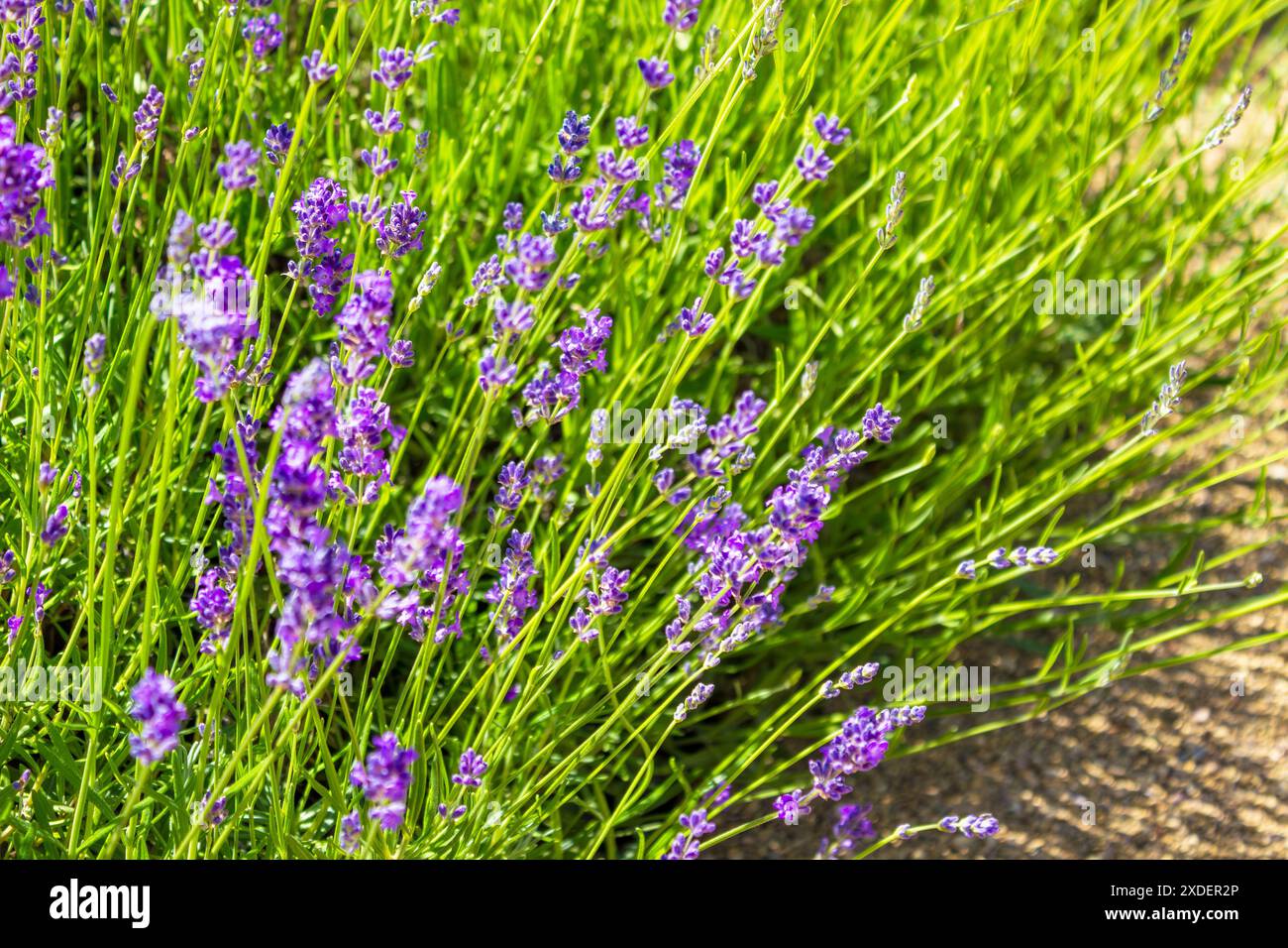 Lavender field rows in Czech Republic at ecofarm. View of a blooming ...