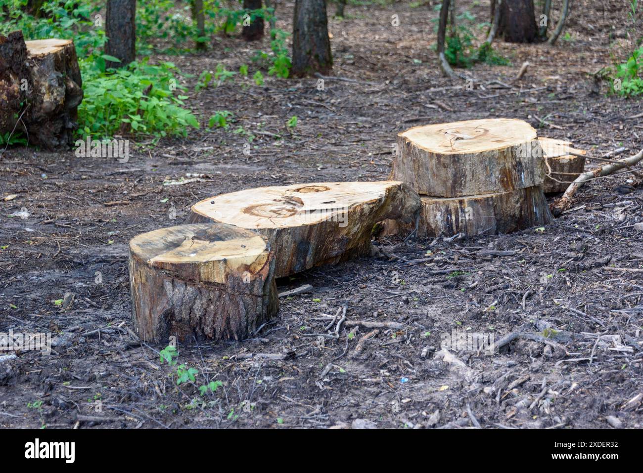 Hardwood tree stumps hi-res stock photography and images - Alamy