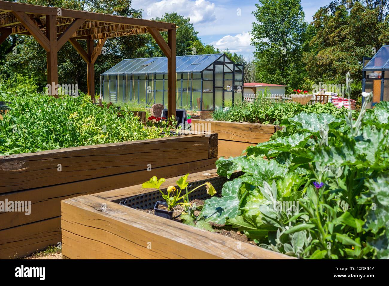Vegetable garden with raised beds in the backyard with cabbage and ...