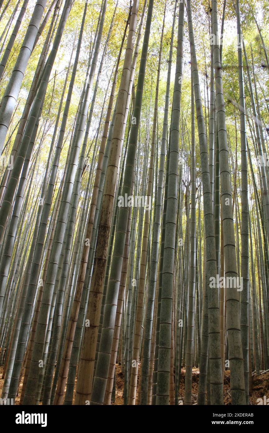 Bamboo forest path hi-res stock photography and images - Alamy