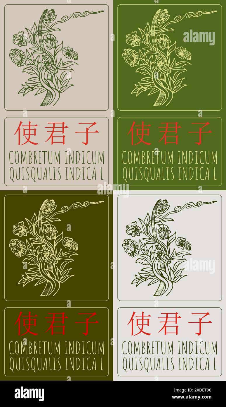 Set of vector drawing COMBRETUM INDICUM in Chinese in various colors ...