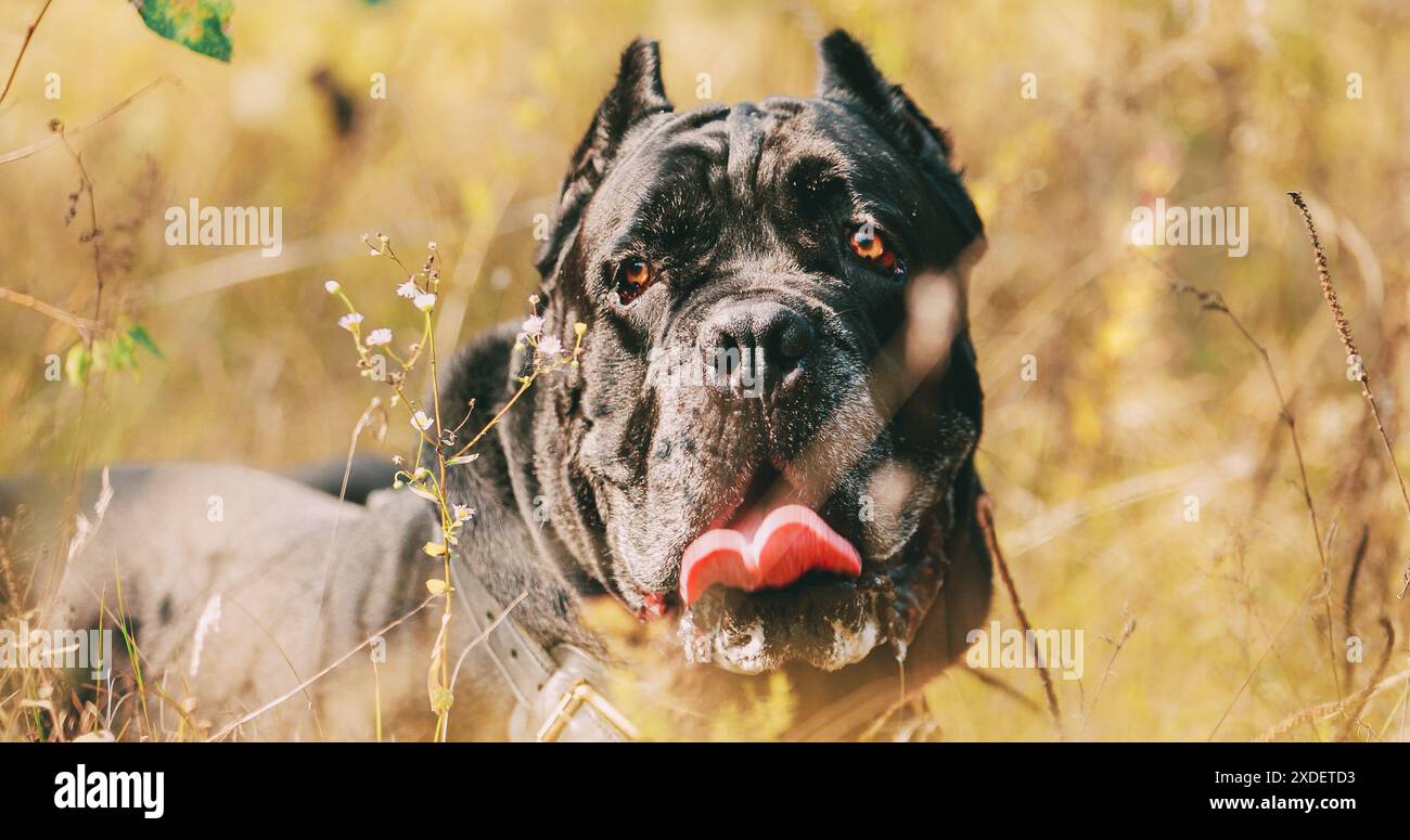 Black Cane Corso Dog. Big Dog Breeds. Close Up Portrait. Black Cane ...