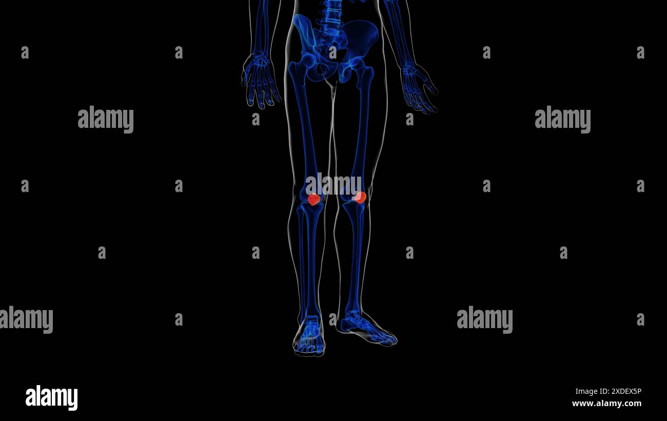 Human skeleton patella bone anatomy for medical concept 3d illustration ...