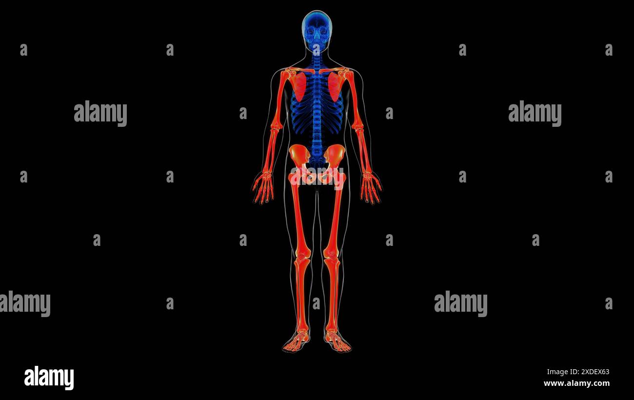Human skeleton appendicular skeleton anatomy for medical concept 3D ...