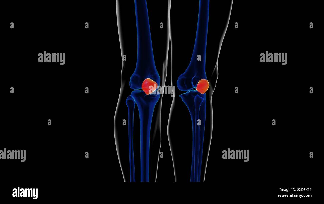 Human skeleton patella bone anatomy for medical concept 3d illustration ...