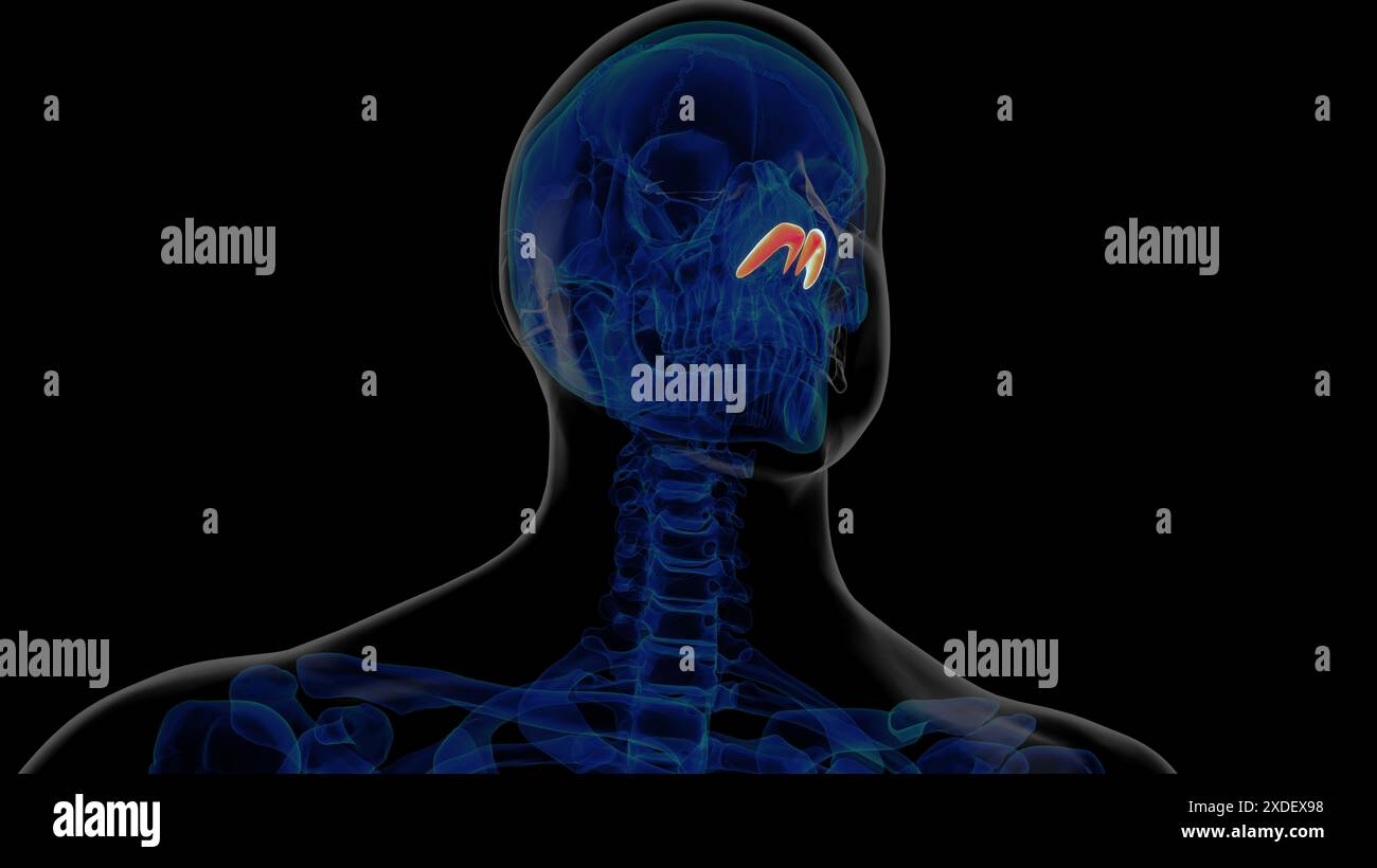 Human skeleton alar cartilage anatomy for medical concept 3D ...