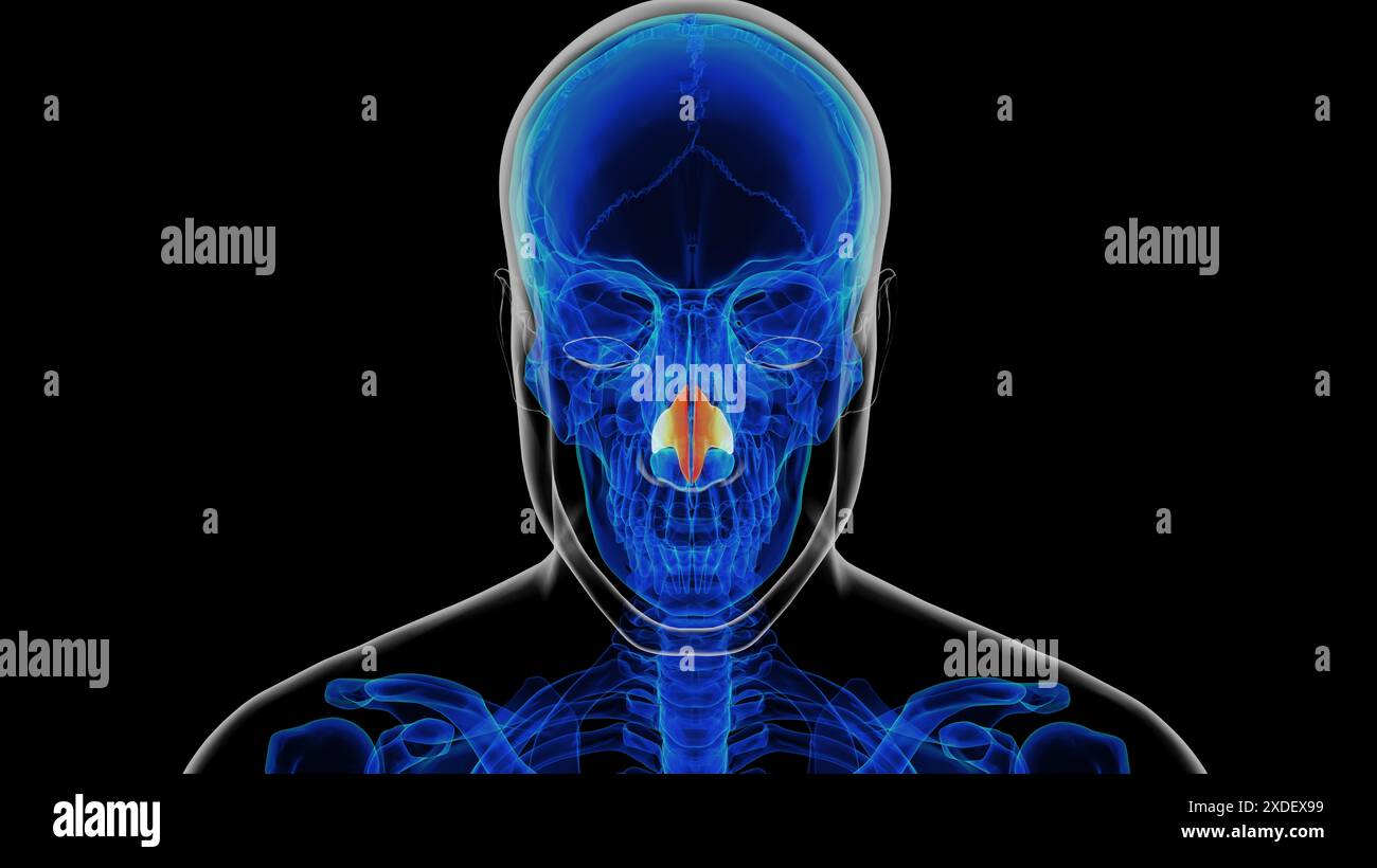 Human skeleton nasal cartilage anatomy for medical concept 3D ...