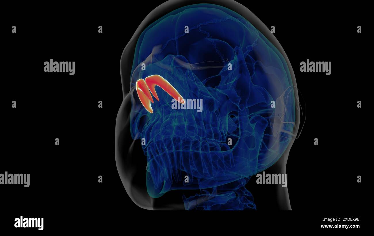 Human skeleton alar cartilage anatomy for medical concept 3D ...