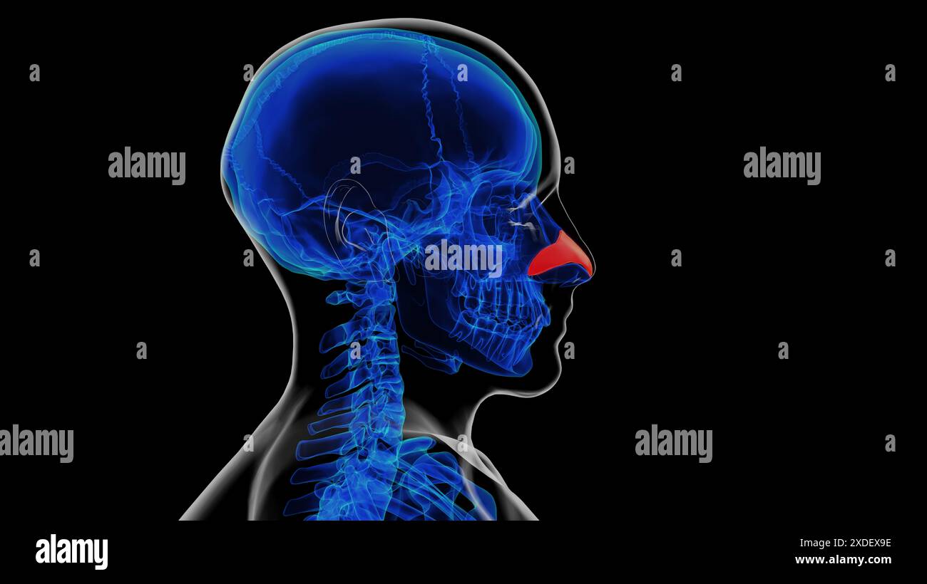 Human skeleton nasal cartilage anatomy for medical concept 3D ...
