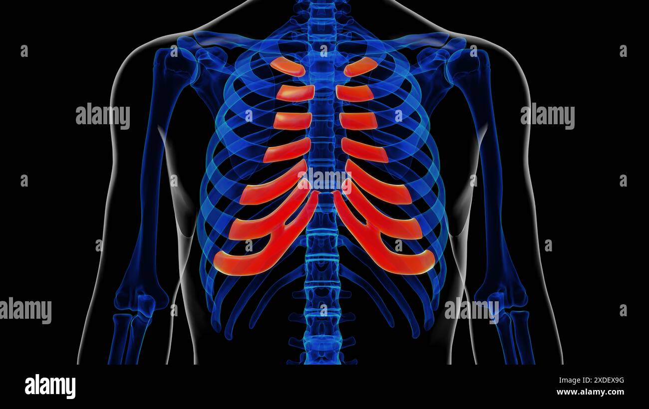 Human skeleton costal cartilage anatomy for medical concept 3d ...