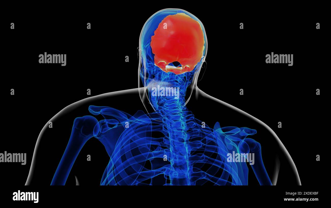Human skeleton skull occipital bone anatomy for medical concept 3D ...