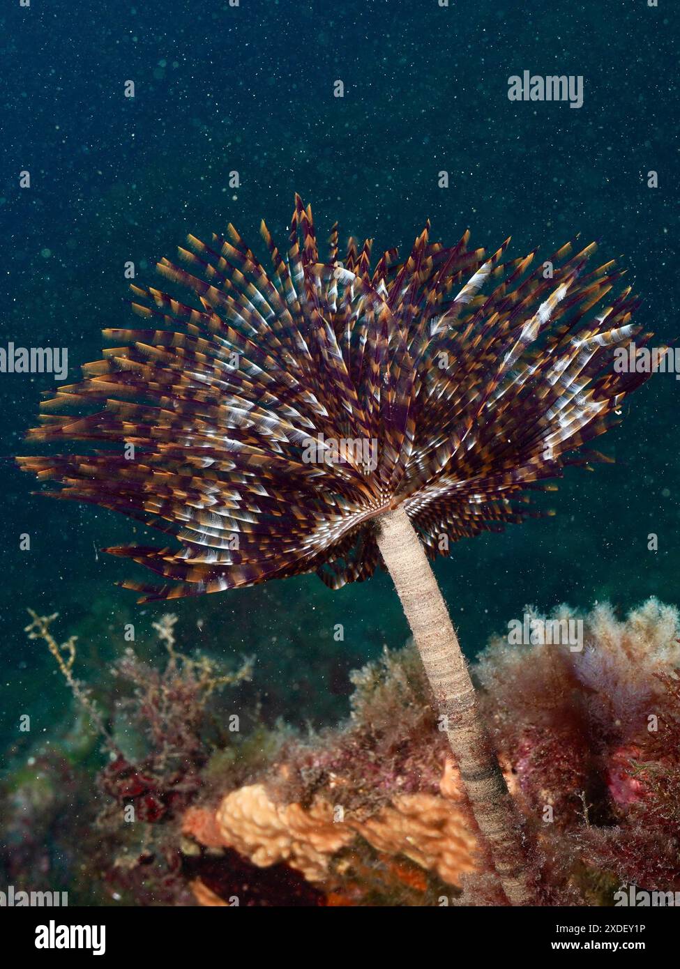A brown-black fan-like organism, mediterranean fanworm (Sabella ...