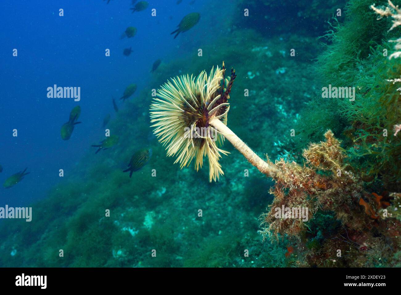 Detailed mediterranean fanworm (Sabella spallanzanii) surrounded by ...
