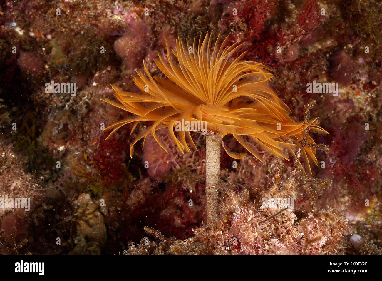 An orange-coloured mediterranean fanworm (Sabella spallanzanii) in a ...