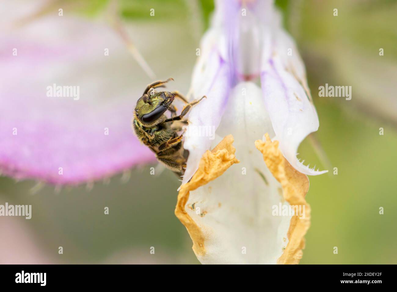 Close-up of a wild bee (Apidae) on a clary (Salvia sclarea) flower ...