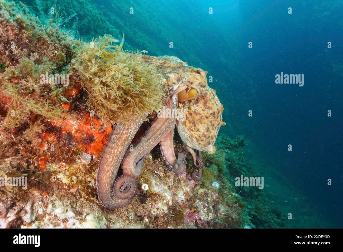A Common Octopus (Octopus vulgaris), octopus, rests on a rocky wall ...