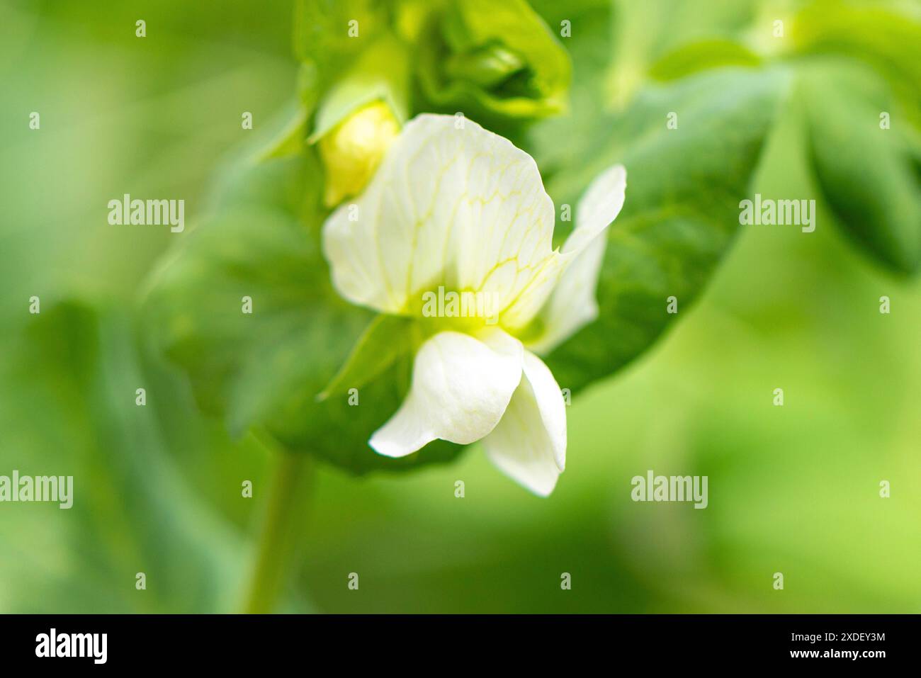 A white flower of the pea plant (Pisum sativum) in the garden, close-up ...