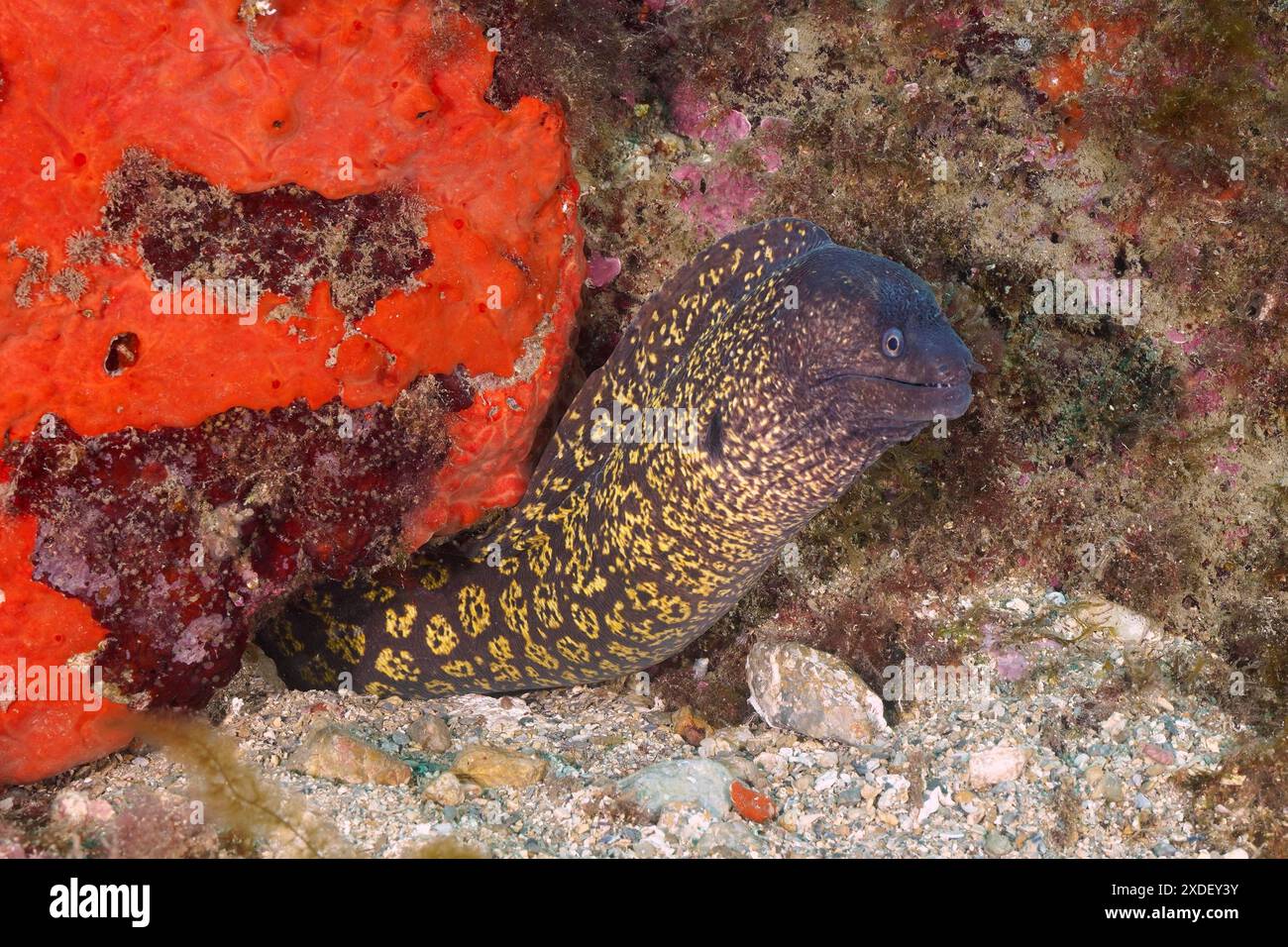 A mediterranean moray (Muraena helena) hides under a rock in an ...