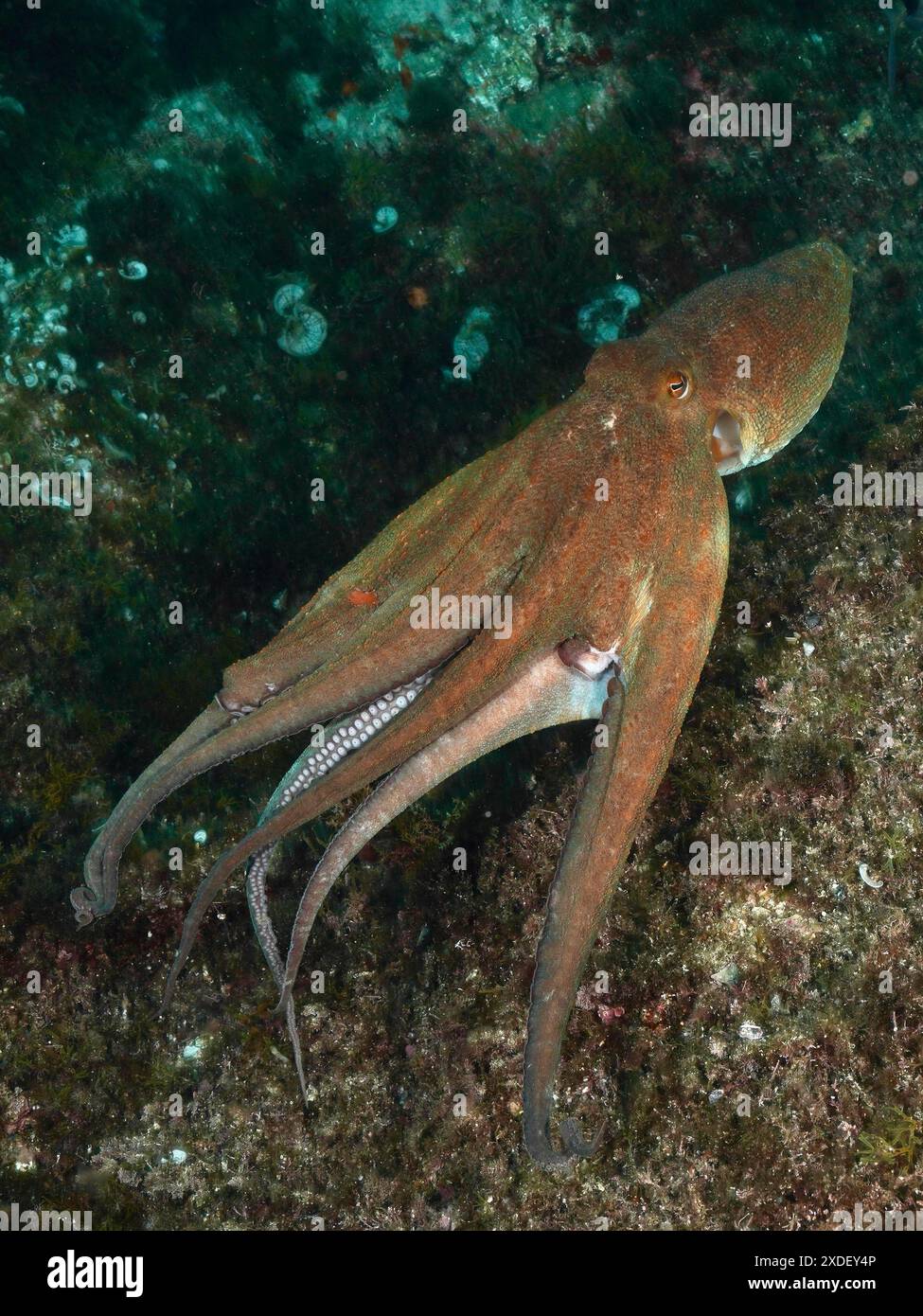 Octopus swimming hi-res stock photography and images - Alamy