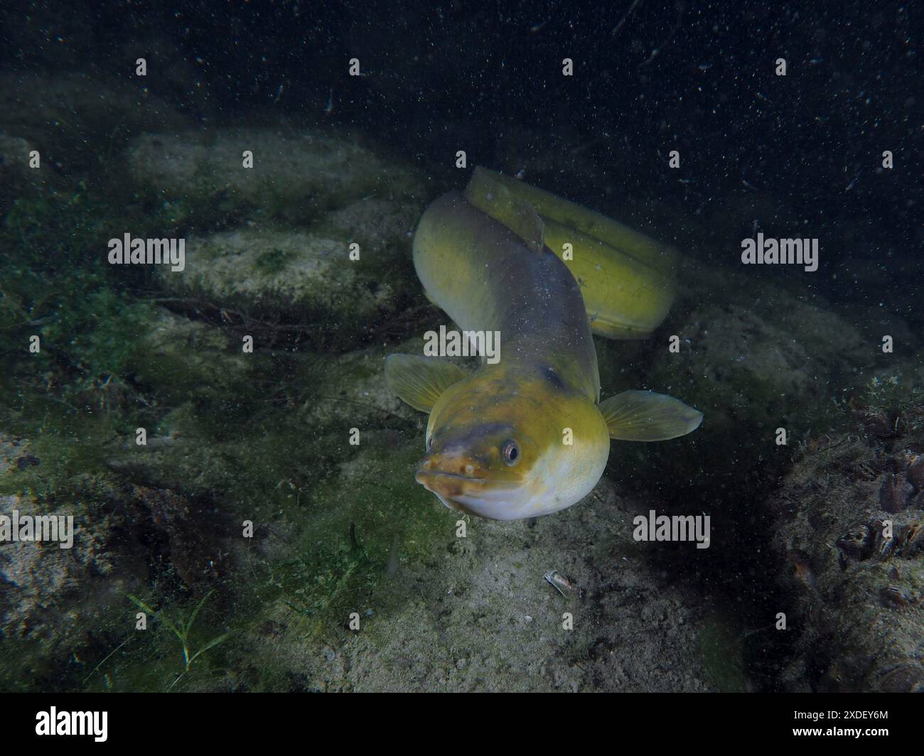 European eel (Anguilla anguilla) swimming on the river bottom ...