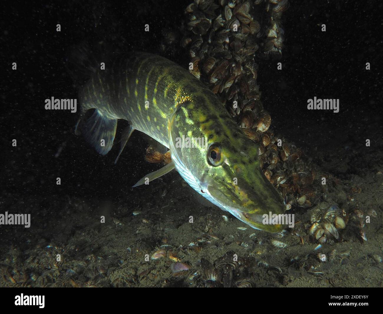 A pike (Esox lucius) swims near mussels, quagga mussel (Dreissena ...
