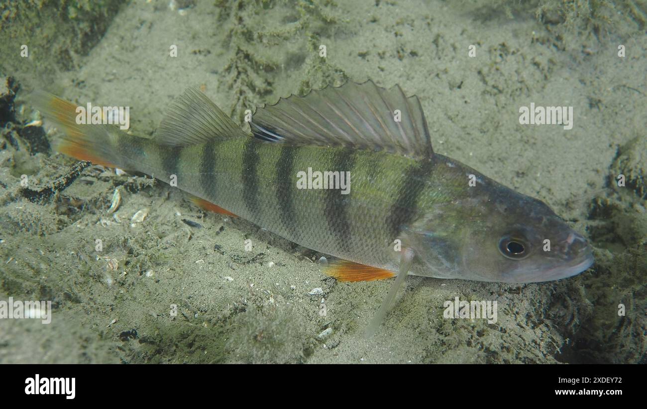 Striped bass (Perca fluviatilis) resting on the sandy bottom of Lake ...