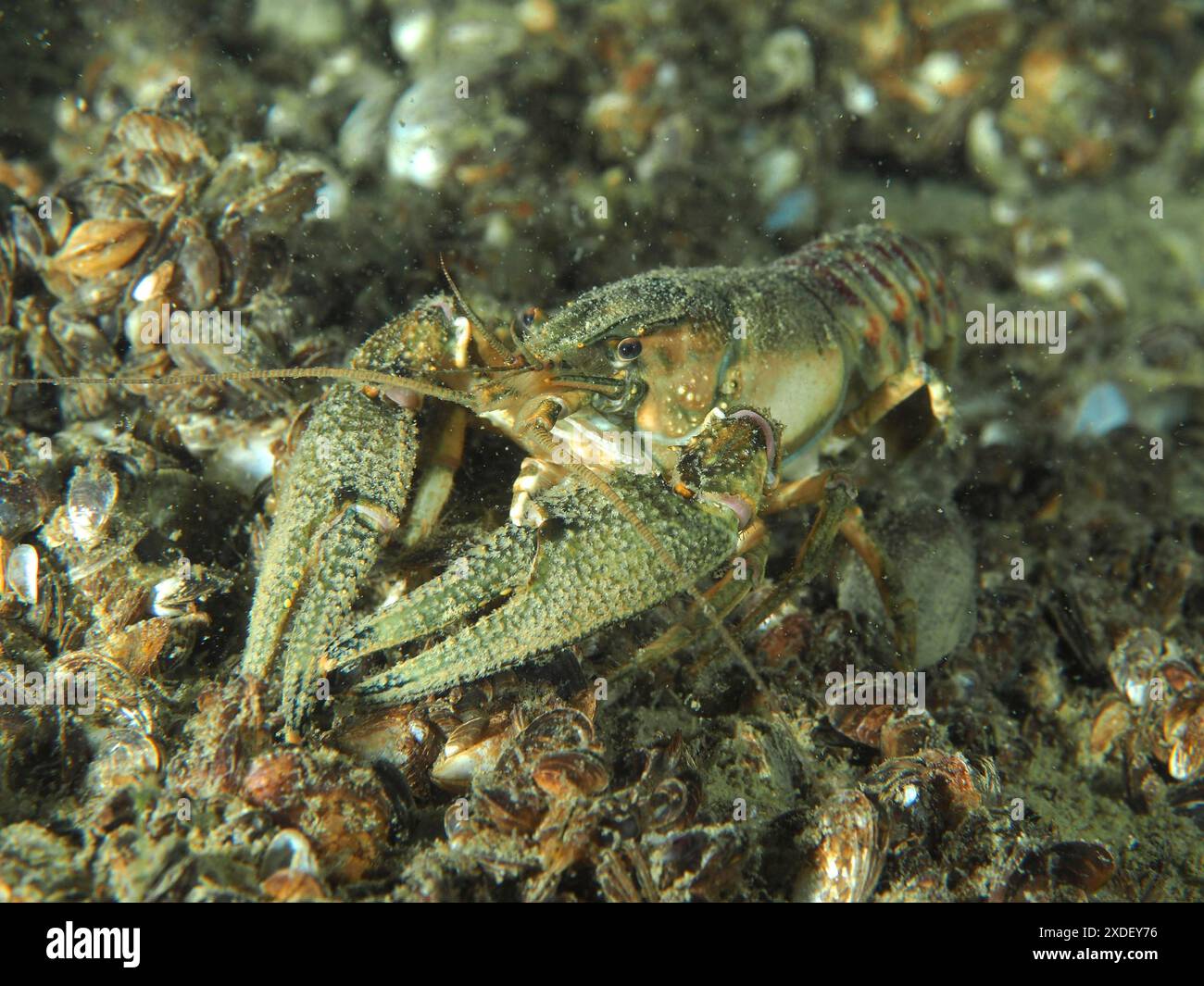 Invasive quagga mussels on substrate hi-res stock photography and ...