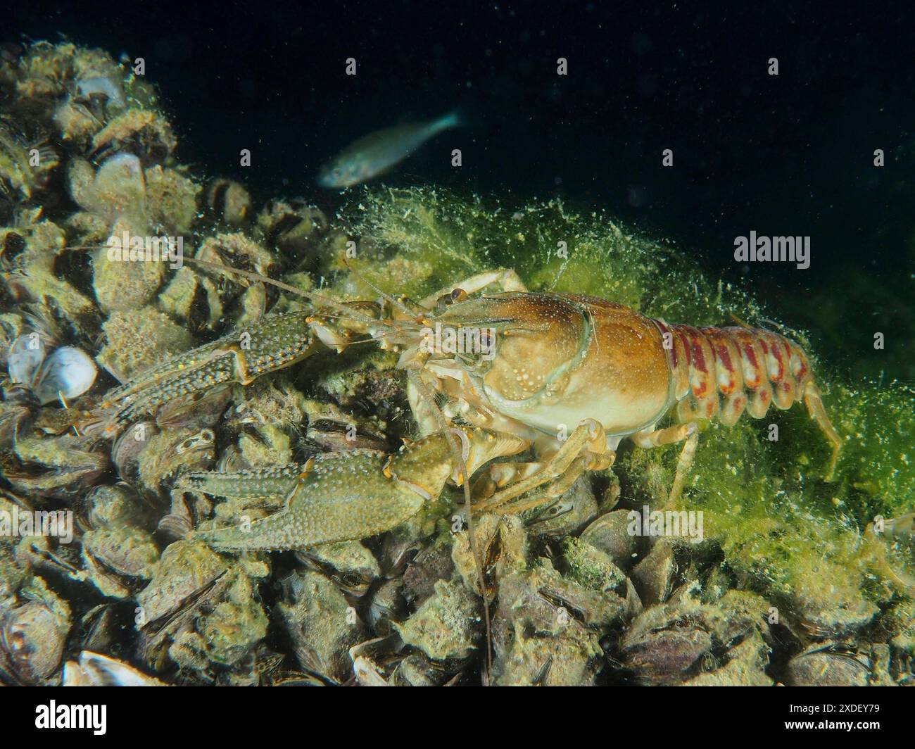 An American crayfish (Faxonius limosus), invasive species, moves ...