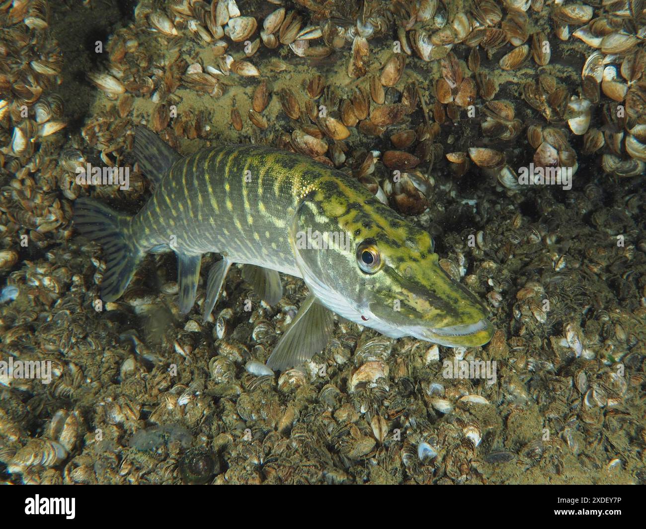 A pike (Esox lucius) swims over a bottom full of mussels, quagga mussel ...