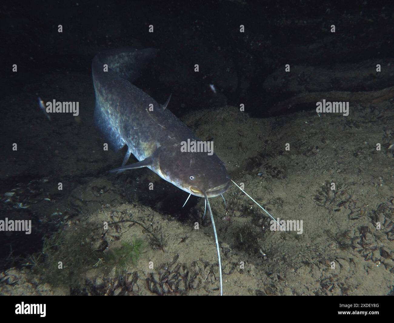 A catfish (Silurus glanis), Waller, swims over sandy ground in the dark ...