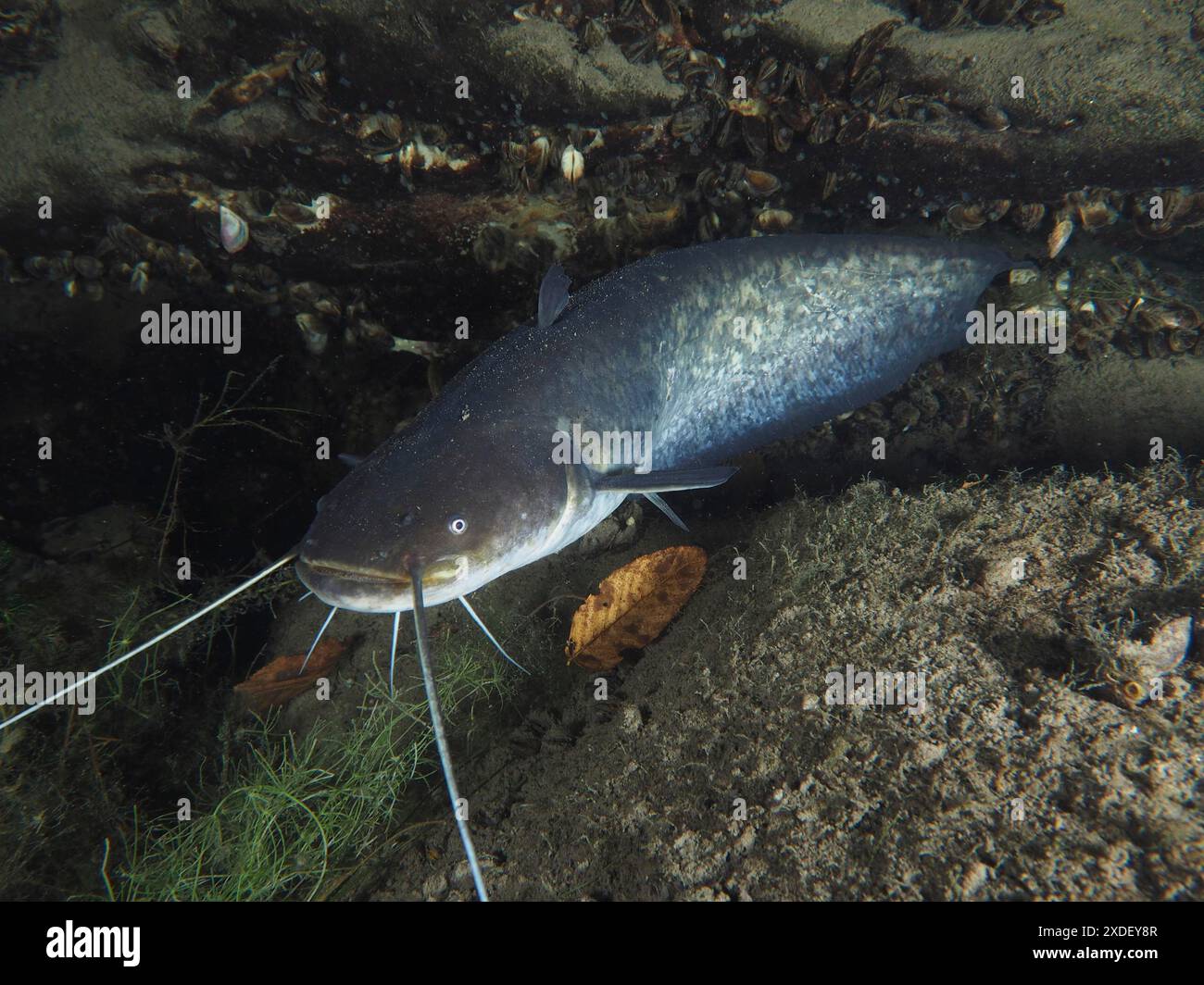 A catfish (Silurus glanis), Waller, resting under rocks in an ...