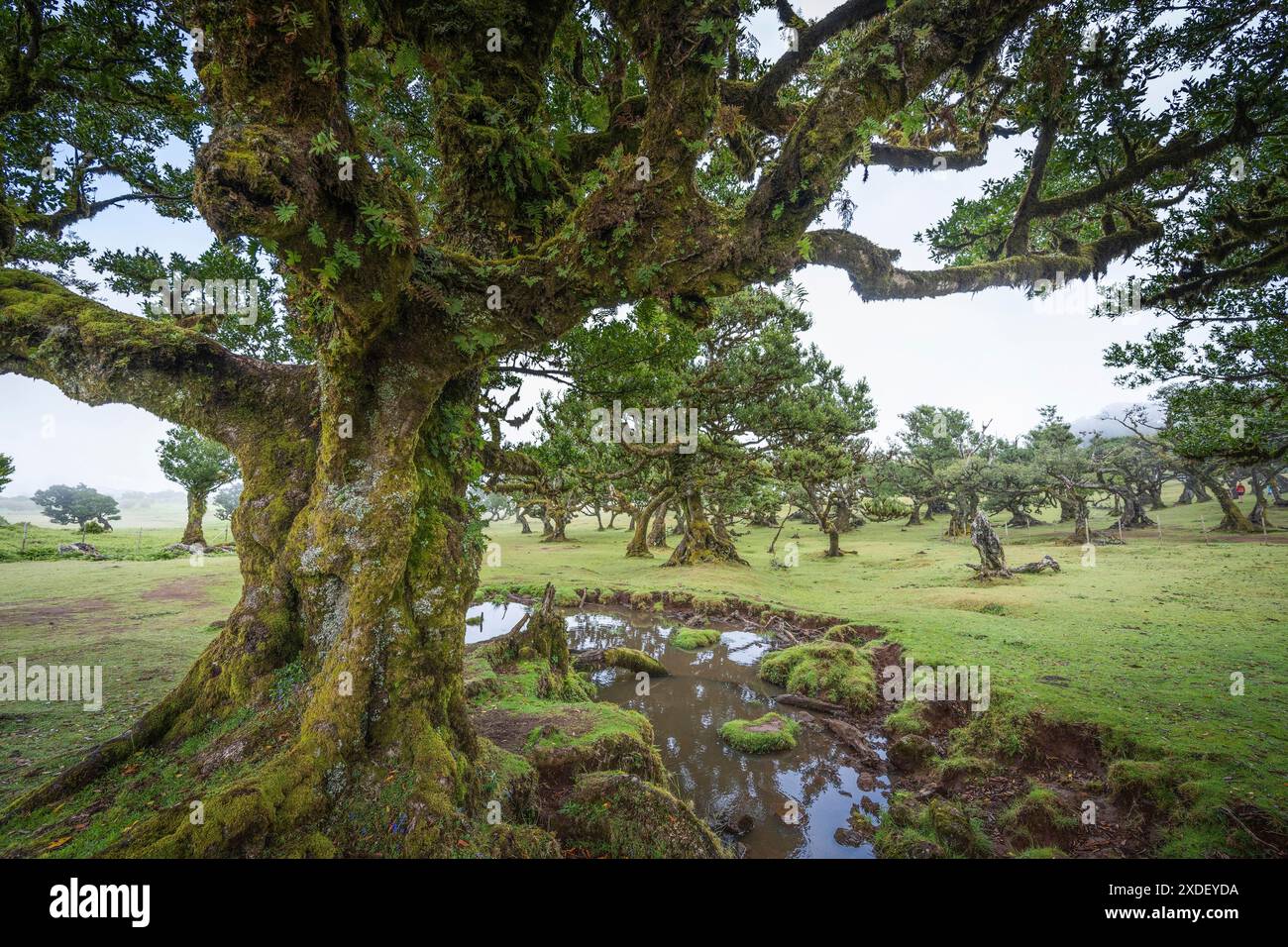 Old laurel trees in the Fanal fairy forest on the Paul da Serra plateau ...