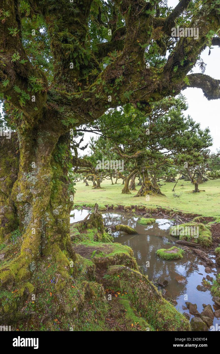 Old laurel trees in the Fanal fairy forest on the Paul da Serra plateau ...
