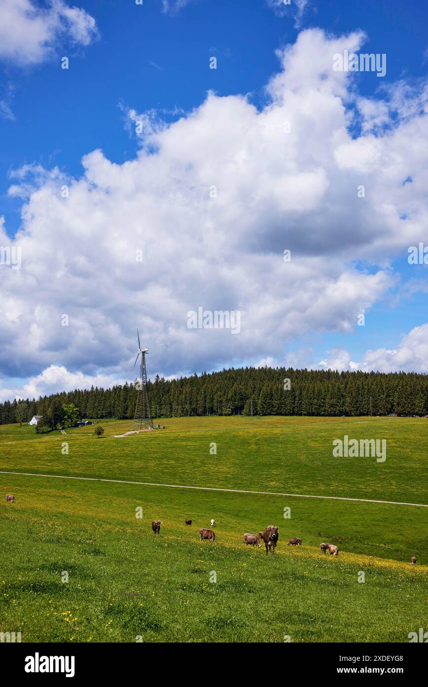 Small wind turbine in a meadow landscape with brown dairy cows under a ...