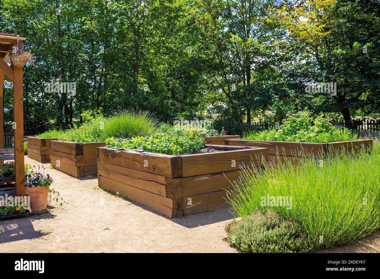 Vegetable garden with raised beds in the backyard with cabbage and ...