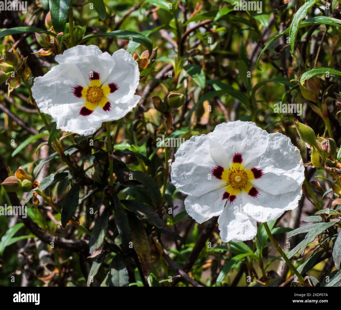 X aguilarii maculatus hi-res stock photography and images - Alamy