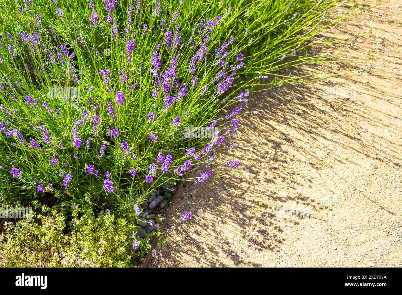 Lavender field rows in Czech Republic at ecofarm. View of a blooming ...