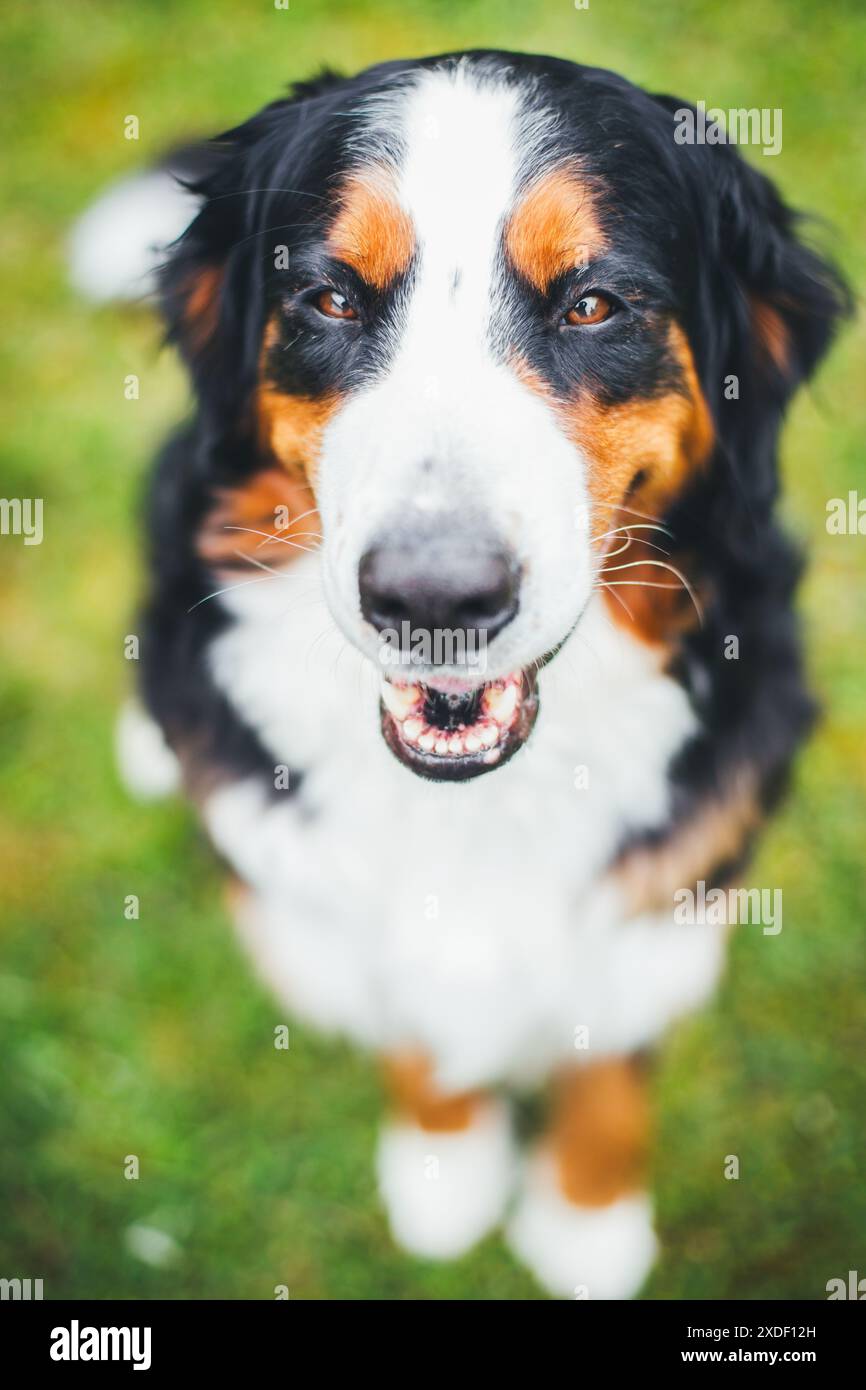 Bernese cattle dog dog looking to the camera hi-res stock photography ...