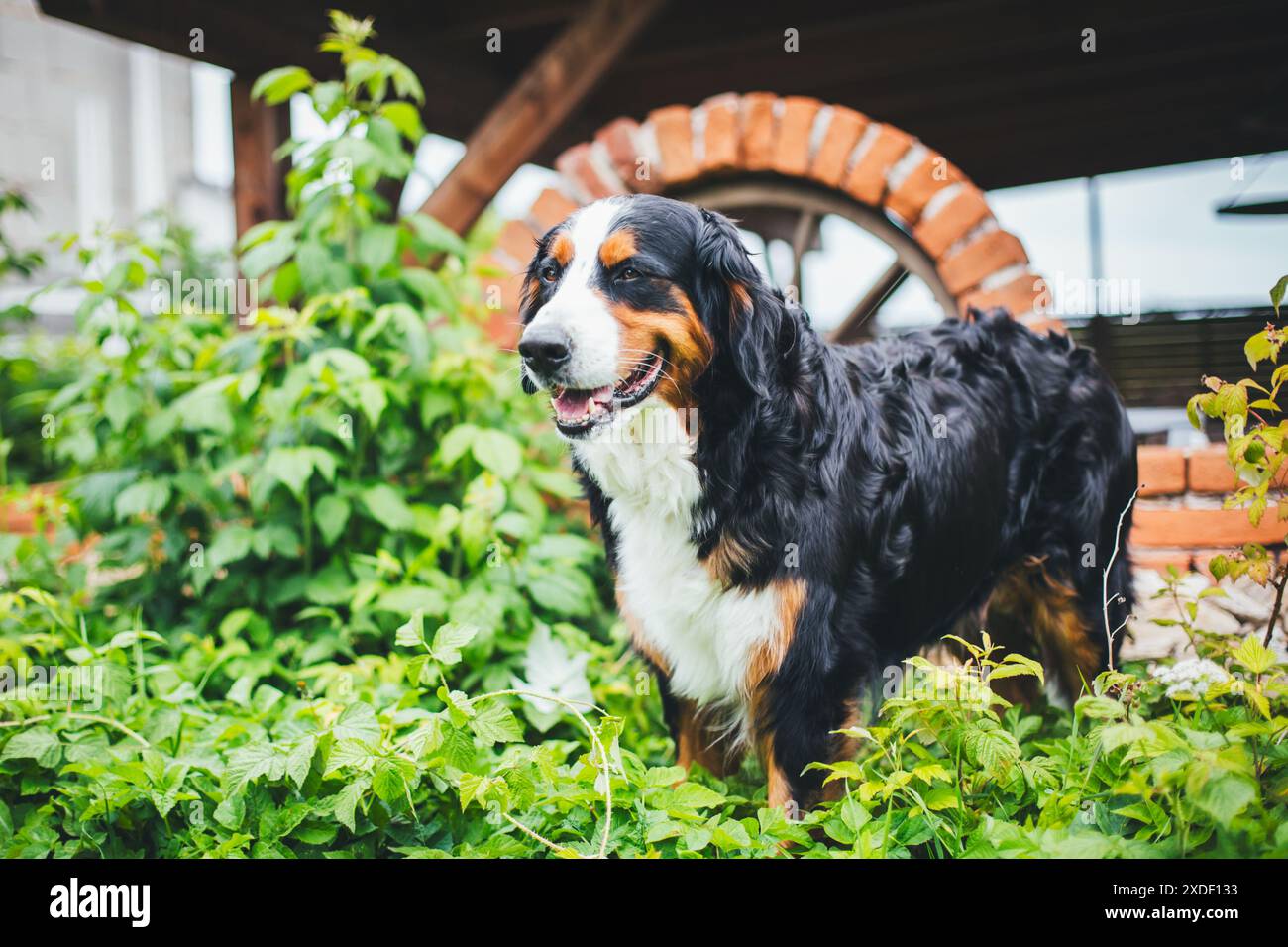 Female bernese dog hi-res stock photography and images - Alamy