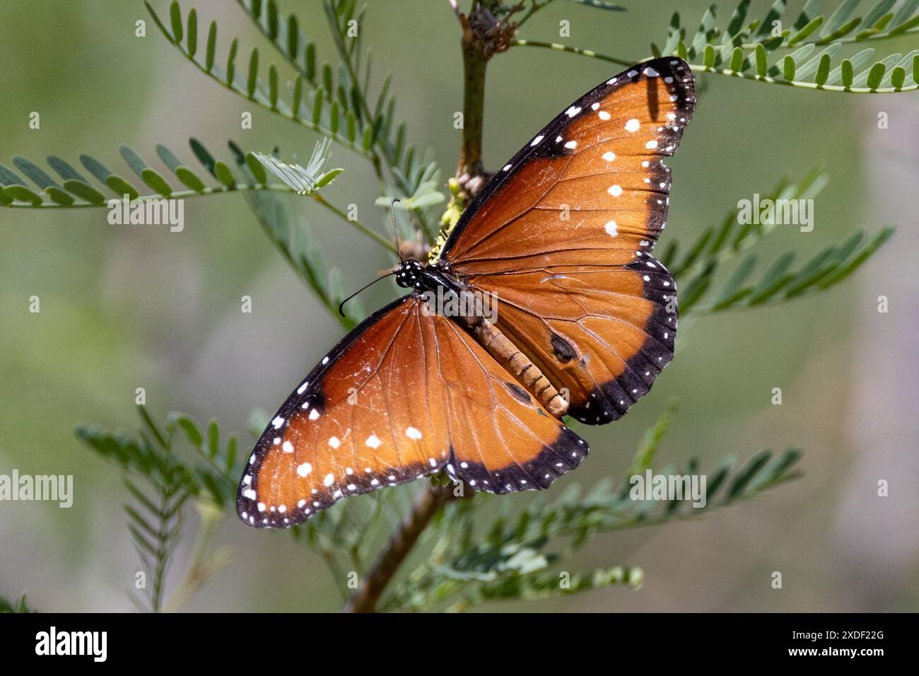Queen Butterfly, Danaus gilippus in the Mojave Desert Stock Photo - Alamy
